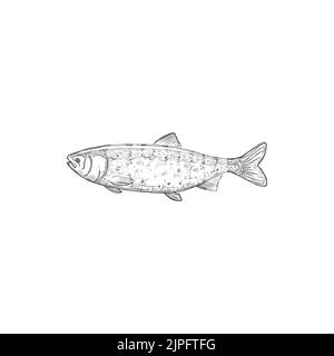 Bluefish mascot isolated tuna fish realistic sketch. Vector horse ...