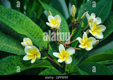 White and yellow plumeria flowers bunch blossom closeup green leaves ...