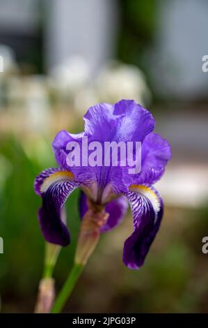 Big purple lilac iris flower in blossom, springtime in Provence, France ...