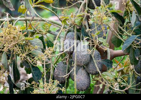 Harvesting and seasonal blossom of evergreen avocado trees on ...