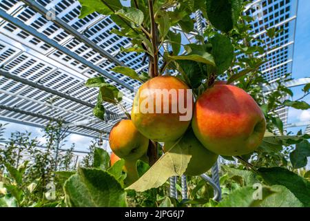 Agri-photovoltaic test facility, an apple orchard was covered with two ...