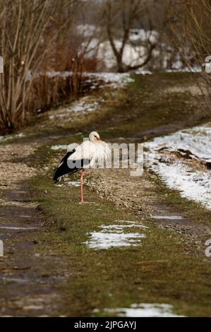 Stork and early spring with snow, migratory stork, birds in Ukraine, a ...