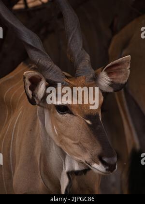 Portraits of young Nyala male Stock Photo - Alamy