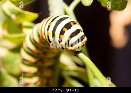 Exotic colorful butterfly caterpillar, Old World swallowtail, Papilio machaon eating. Yellow ...
