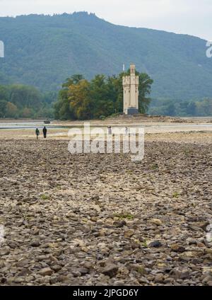 Bingen, Germany. 18th Aug, 2022. The water level of the Rhine at the ...