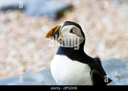 Funny puffin that didn't quite know whether to take off or not in ...