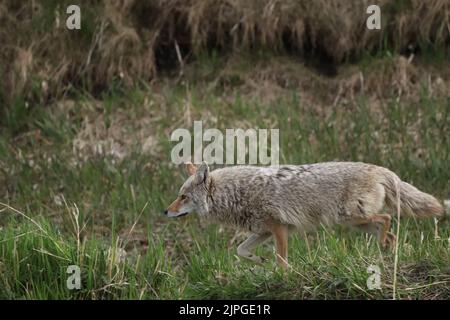 Coyote prowling around fishcreek park Stock Photo - Alamy