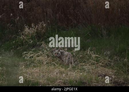 Coyote prowling around fishcreek park Stock Photo - Alamy