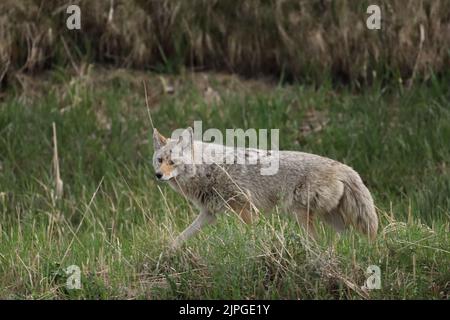 Coyote prowling around fishcreek park Stock Photo - Alamy
