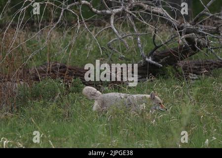Coyote prowling around fishcreek park Stock Photo - Alamy