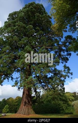 Giant sequoia (Sequoiadendron giganteum), Cupressaceae. California, USA Stock Photo - Alamy