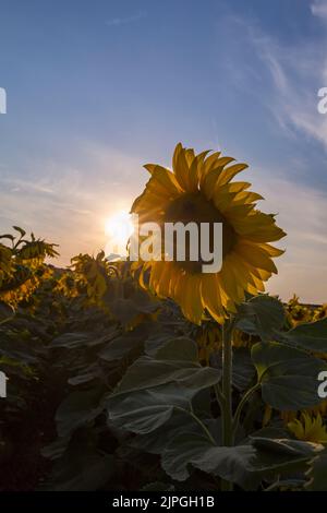 Dorset Sunflower Trail, Maiden Castle Farm. With permission of Maiden ...
