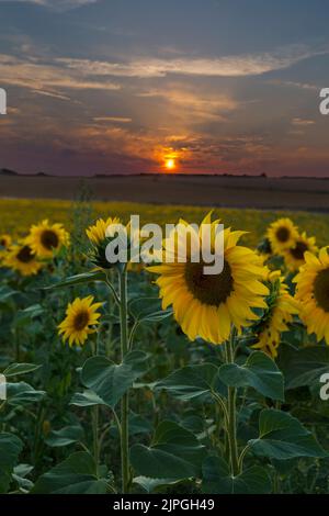 Dorset Sunflower Trail, Maiden Castle Farm. With permission of Maiden ...