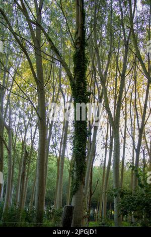 A beautiful shot of tall green trees in a misty forest Stock Photo - Alamy
