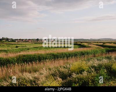 Burnham Overy summer marsh landscape with cows of the North Norfolk ...