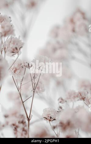 Macro Beauty of Beige Gypsophila flower on Light Background Stock Photo ...