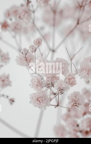 Beige blooming gypsophila flowers with natural blur background fragile ...