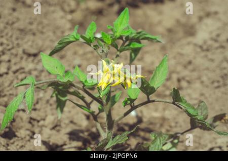 Flowering tomato bush close-up. Growing tomatoes outdoors Stock Photo ...
