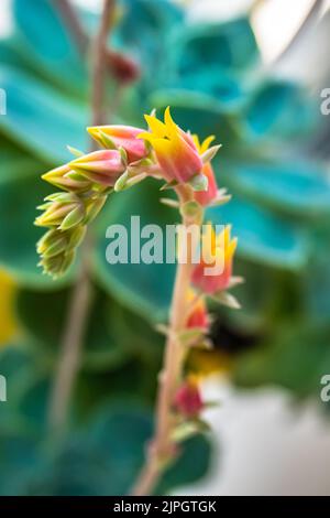 A closeup of blooming Succulent Echeveria plant in vase isolated in ...