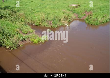 A tributary polluted with farm ellfluent discharges dark brown water ...