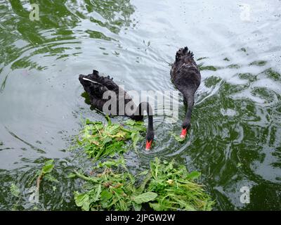 Unique birds, black swans during a meal in the park Stock Photo - Alamy