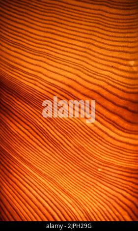 wood, grain, lines, woodland, woodlands, woods, grains, line Stock ...