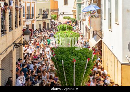 Betera, Spain. 15th Aug, 2022. A man holds some Alfabega (basil) leaves ...
