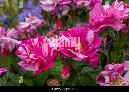Raspberry cream twirl climbing rose with deep pink double flowers Stock ...