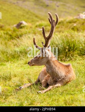 Callum is a wid red deer stag that lives in Torridon in the Scottish ...