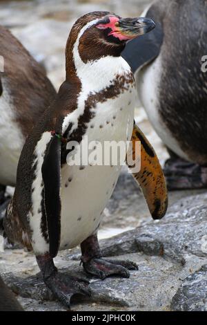 Humboldt penguin with red eye looking left Stock Photo - Alamy