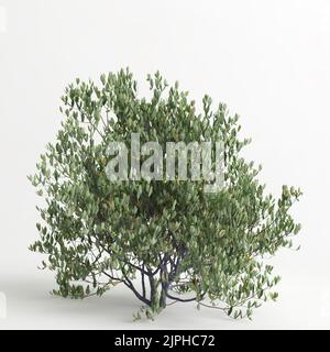 3d illustration of simmondsia chinensis tree isolated on white ...