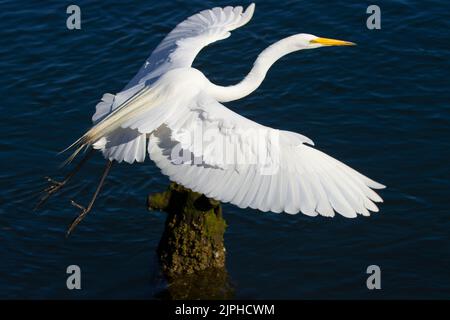 Great egret (Ardea alba), Port of Siuslaw Marina, Florence, Oregon ...