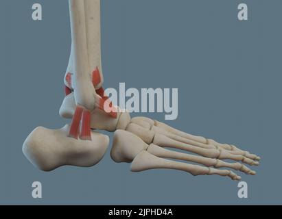 Human ankle joint anatomy, including ligaments and bones. Medial view ...