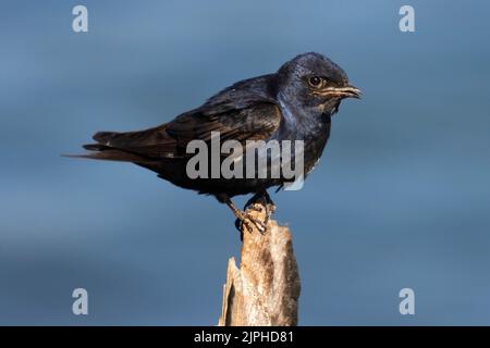 Purple Martin (Progne subis), Old Town Park, Florence, Oregon Stock ...
