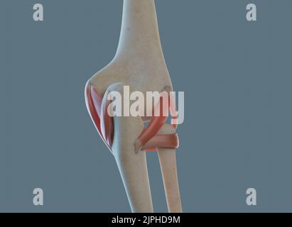 Elbow joint anatomy, including ligaments and bones. Anterior view Stock ...