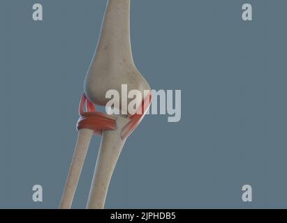 Elbow joint anatomy, including ligaments and bones. Multiple angles ...