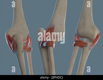 Elbow joint anatomy, including ligaments and bones. Multiple angles ...