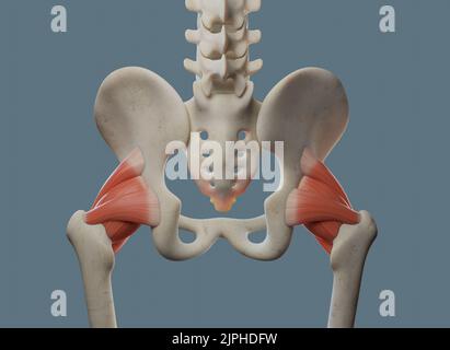 Bones and ligaments of the posterior hip, illustration Stock Photo - Alamy