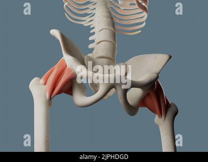 Hip joint anatomy, including ligaments and muscle attachments Stock ...