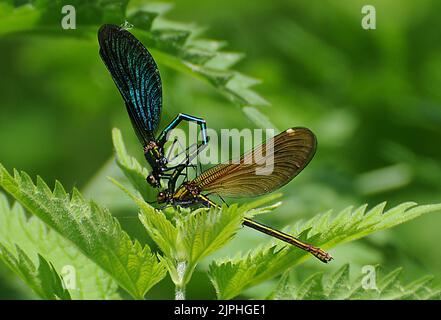 DAMSEL FLIES MATING, WICKHAM, HAMPSHIRE PIC MIKE WALKER, MIKE WALKER ...