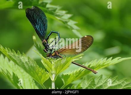 DAMSEL FLIES MATING, WICKHAM, HAMPSHIRE PIC MIKE WALKER, MIKE WALKER ...