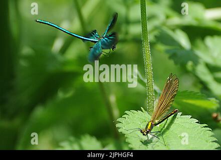 DAMSEL FLIES MATING, WICKHAM, HAMPSHIRE PIC MIKE WALKER, MIKE WALKER ...
