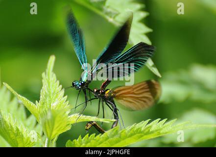 DAMSEL FLIES MATING, WICKHAM, HAMPSHIRE PIC MIKE WALKER, MIKE WALKER ...
