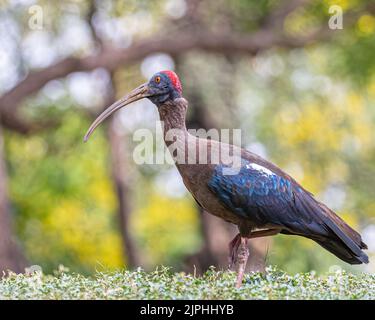 A Red Naped Ibis walking in the tall grasses of the Chitwan National ...