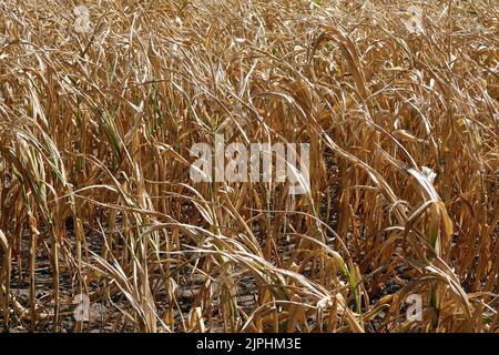agriculture, drought, maize field, agricultures, arid, droughts, dry ...