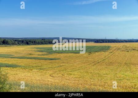Wheat field with unripe wheat swaying in the wind , summer time of the ...