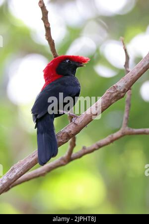 A male Helmeted Manakin (Antilophia galeata) from the Pantanal, Brazil ...