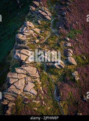 Vertical aerial view of the blooming heather next to a clear densely ...