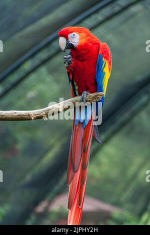 A vertical shot of a colorful macaw with the blurred background Stock ...