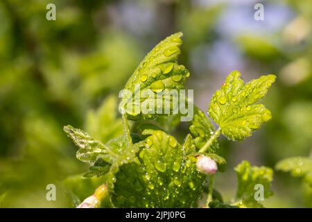 blooming with small flowers gooseberry in summer, a small depth of ...